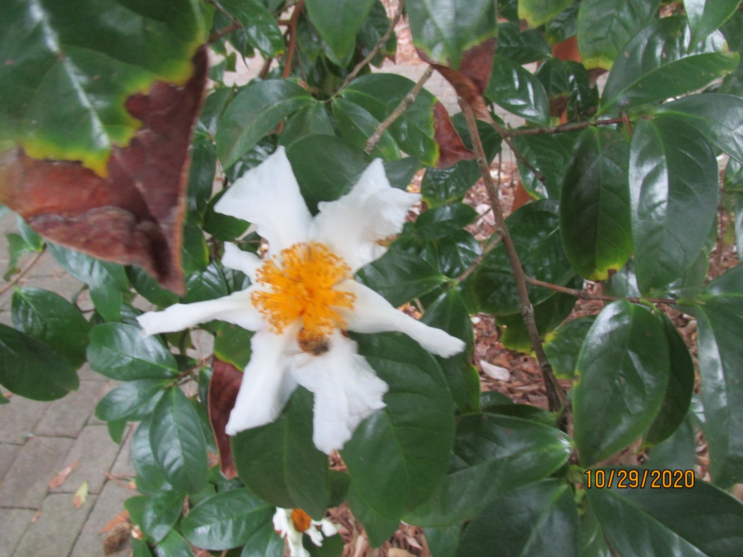 Cinnamon Bark